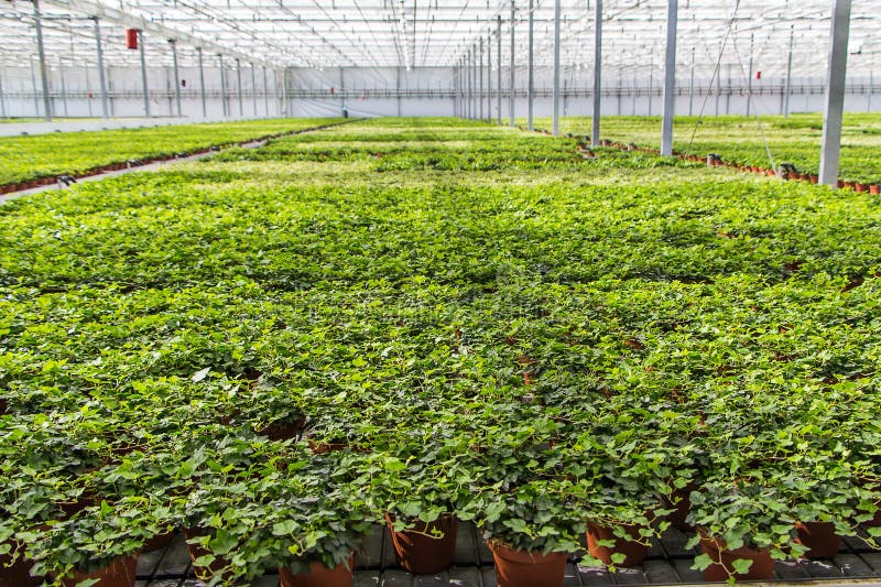 Greenhouse plant nursery stock photo. Image of botany - 275142380