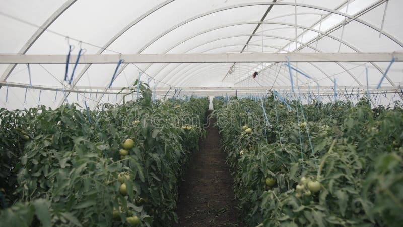 Exploring the Tomato Greenhouse Cultivation Techniques in a Spacious ...