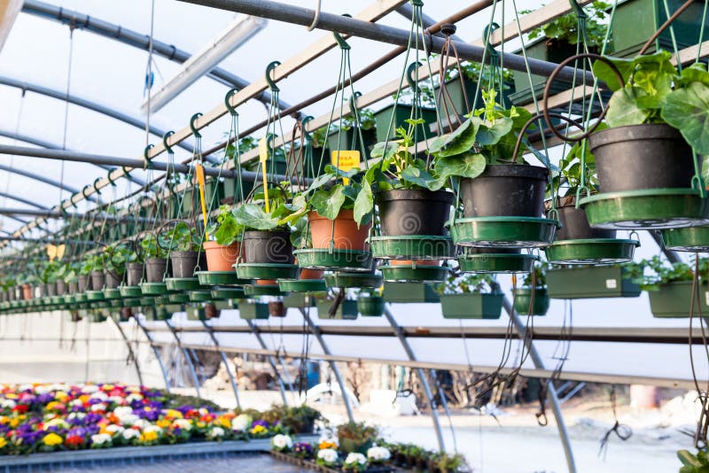 Greenhouse in spring stock photo. Image of agriculture - 38534802