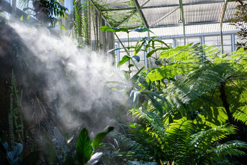 Greenhouse with Steam Streaming through Trees Stock Photo - Image of ...