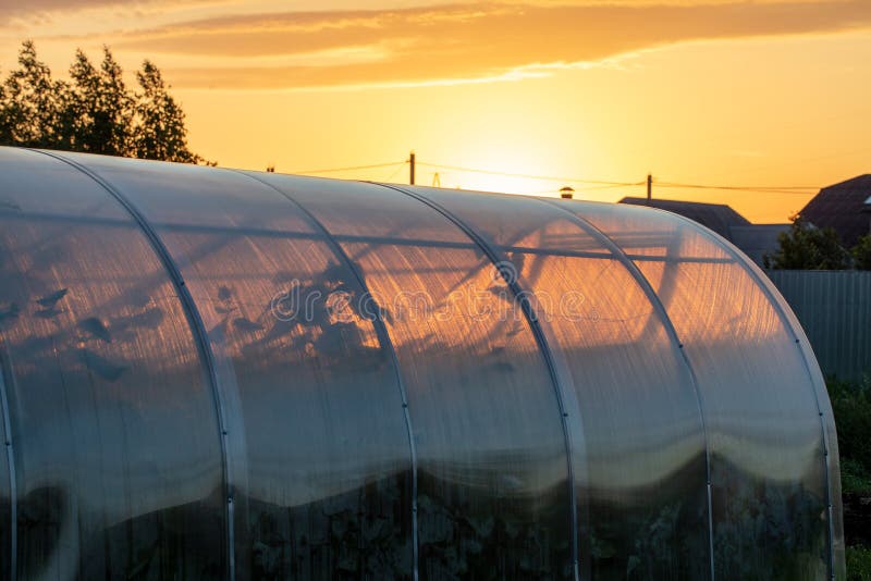 Greenhouse in the Sunset Light Stock Photo - Image of house, rural ...