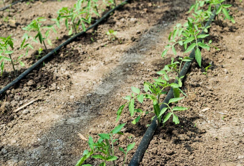 Tomato Plants and Drip Irrigation System Stock Photo - Image of leaf ...