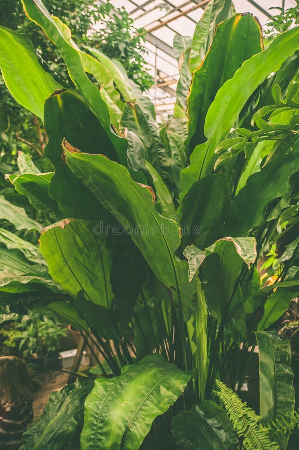 Greenhouse of Tropical Plants, the Botanical Garden Stock Image - Image ...