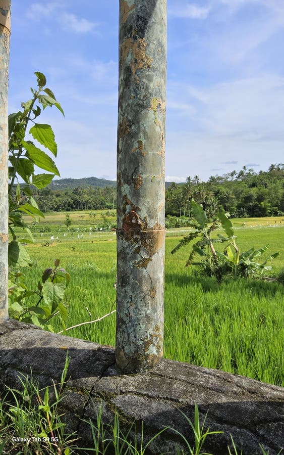 Greening Rice Fields with Mountains in the Church Stock Image - Image ...
