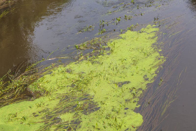 268 Green Algae Carpet Stock Photos - Free & Royalty-Free Stock Photos ...