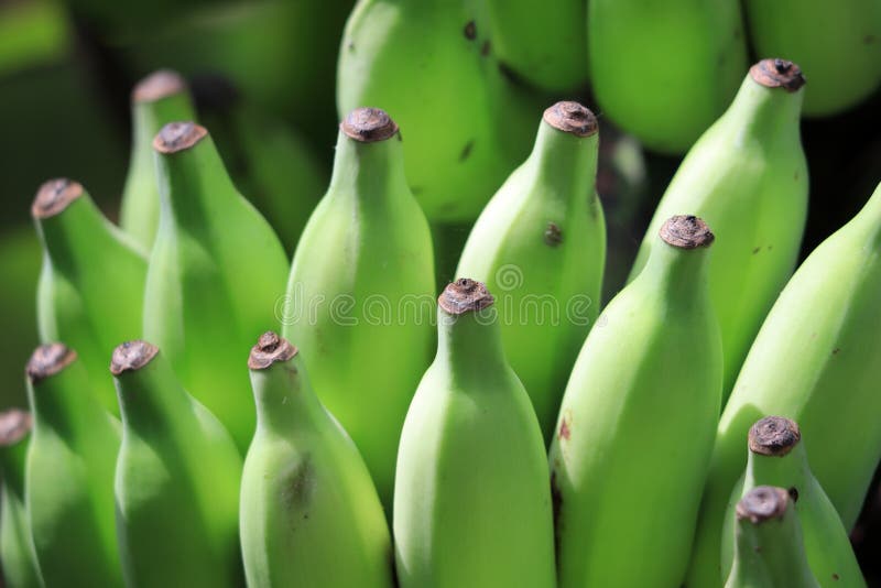 Greenish Banana Fruits Collection on the Tree Stock Image - Image of ...