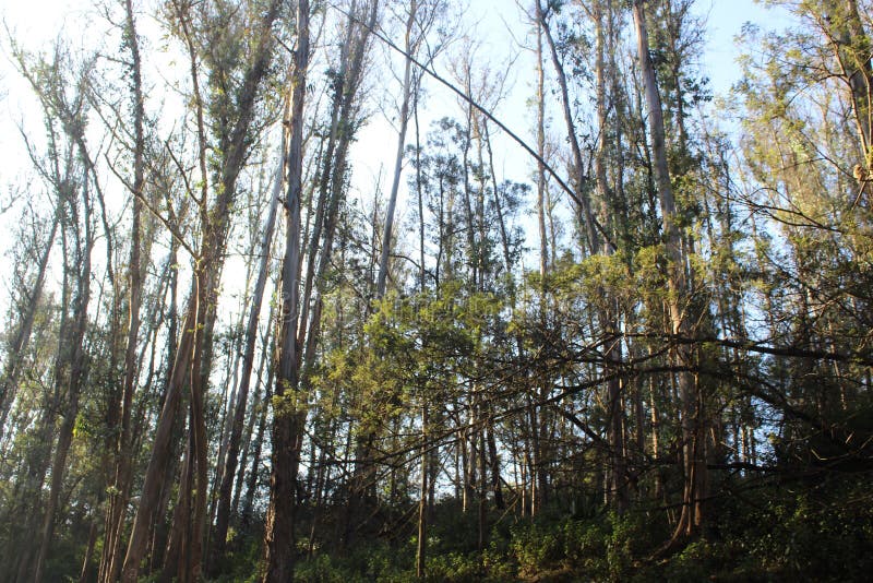 Greenish Group of Trees in Ooty Pine Forest Stock Image - Image of pine ...