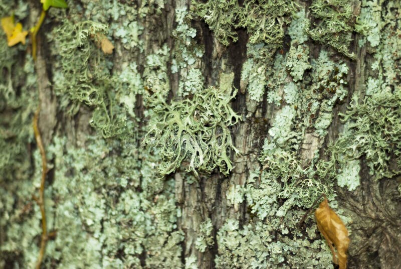 Greenish Lichen on Tree Bark in Humid Forest, Moss Algae, Horizontal ...