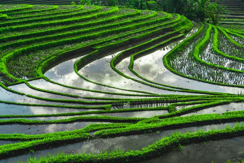 Greenish Rice Fields with Lines on Bali in Indonesia Stock Image ...