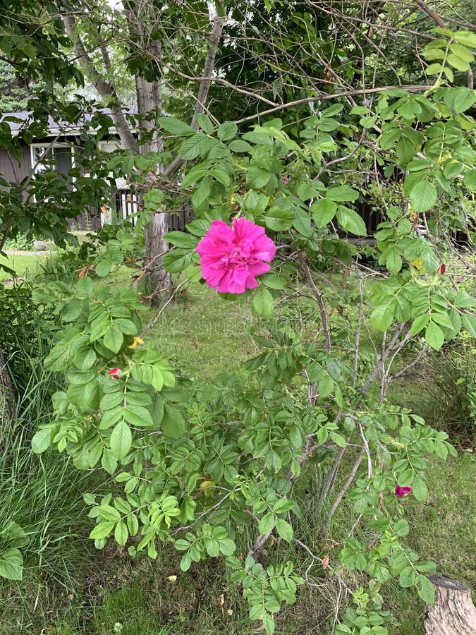 Greenish Trees Single Flower Pink Stock Photo - Image of pink, produce ...