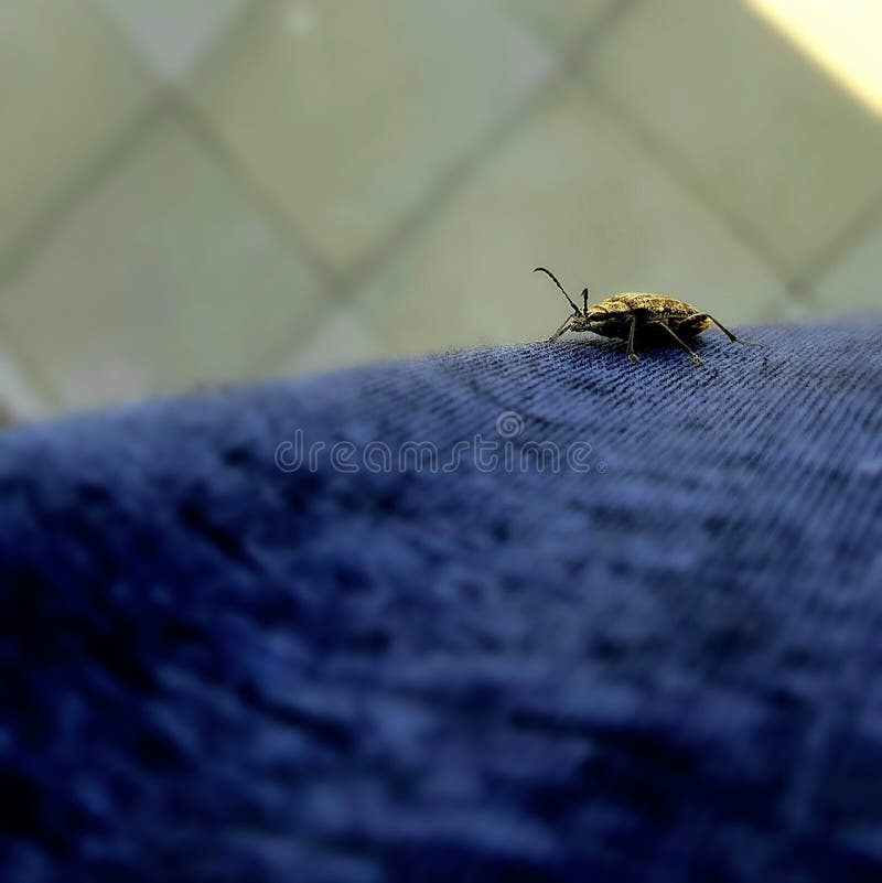 Greenish True Bug Isolated, Poland Stock Photo - Image of poland ...