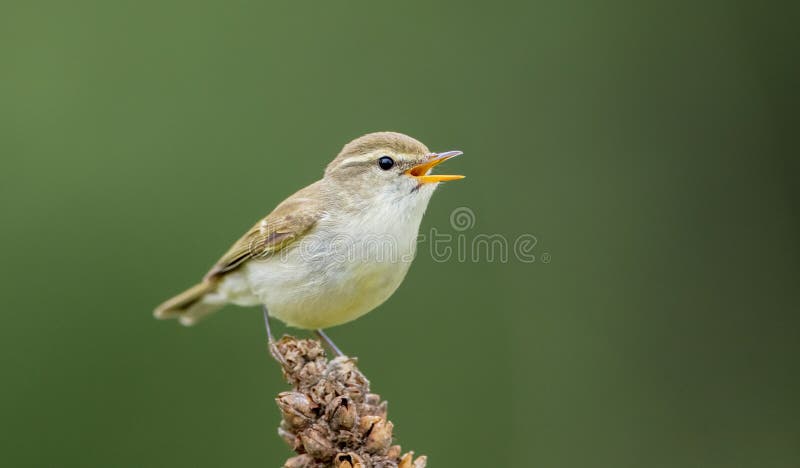 Greenish Warbler stock photo. Image of eating, songbirds - 14752464