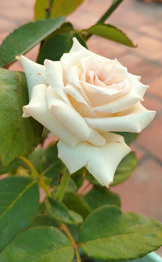 Greenish White Rose stock image. Image of rose, trending - 239625377