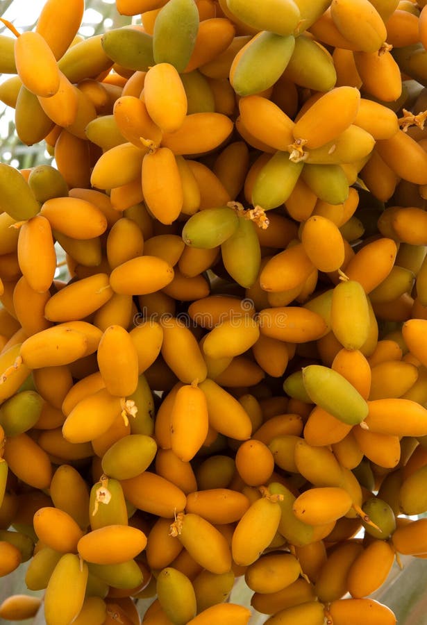 Yellow and Green Dates Surrounding the Tree Trunk Stock Photo - Image ...
