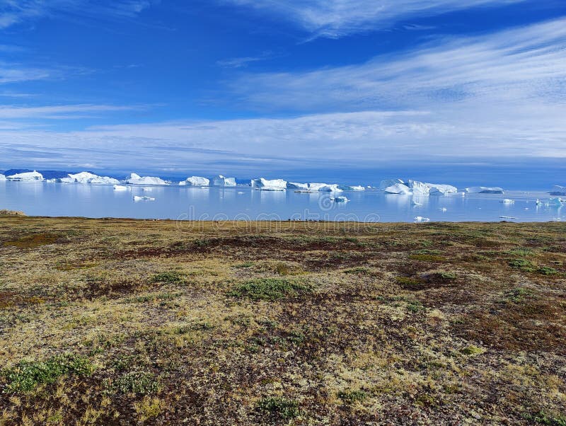 Greenland Saqqaq Canada Goose Ilulissat Stock Image - Image of goose ...