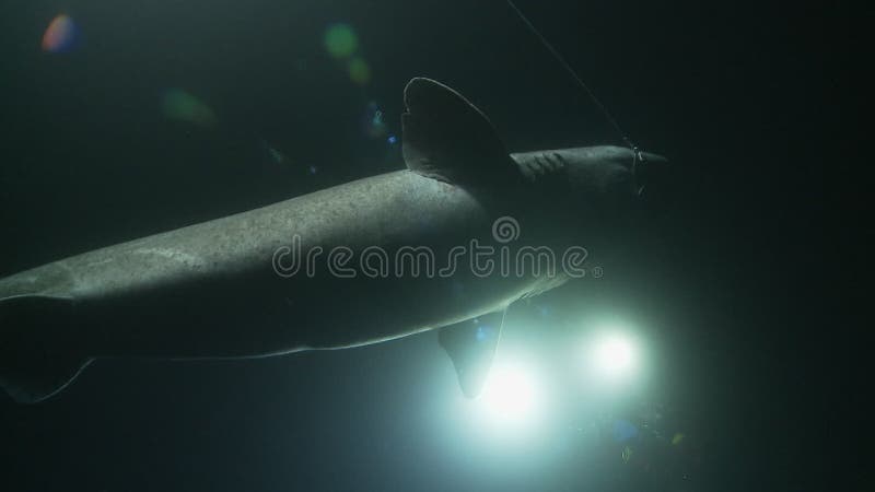 Greenland Shark Backlit by Artificial Lights Stock Video - Video of ...