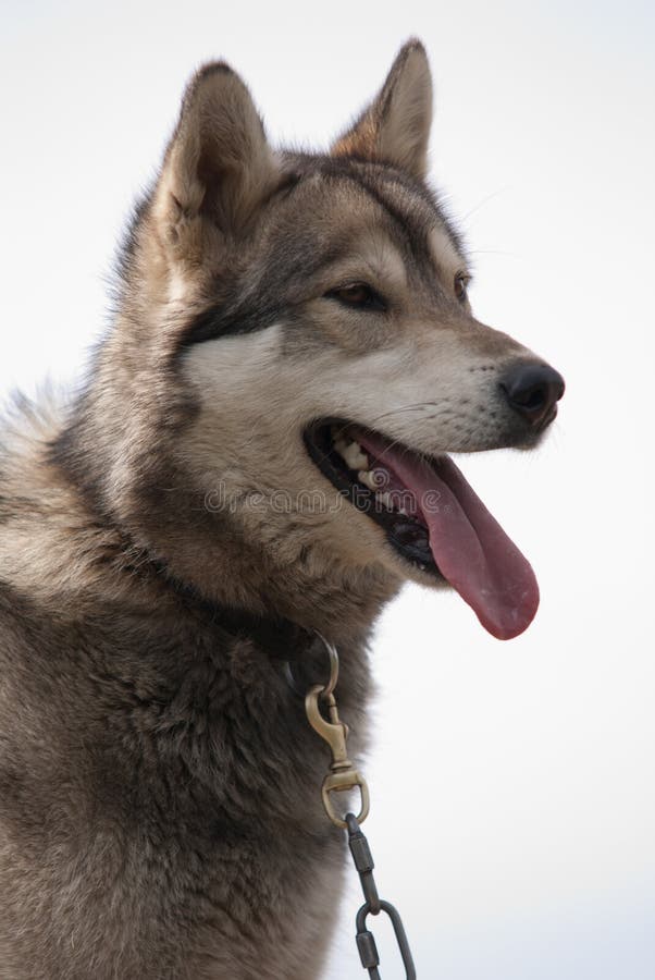 Greenland sledge dog stock photo. Image of pets, face - 26068254