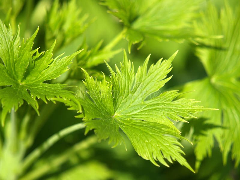 Greenleaf stock image. Image of fresh, nature, element - 13338017