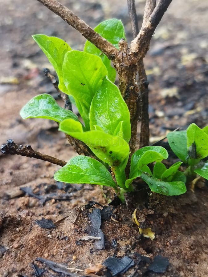 Greenleaf really awesome stock photo. Image of produce - 246838448