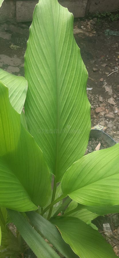 Greenleaf Curcuma Longa Linn Curcuma Domestica Val Stock Photo - Image ...