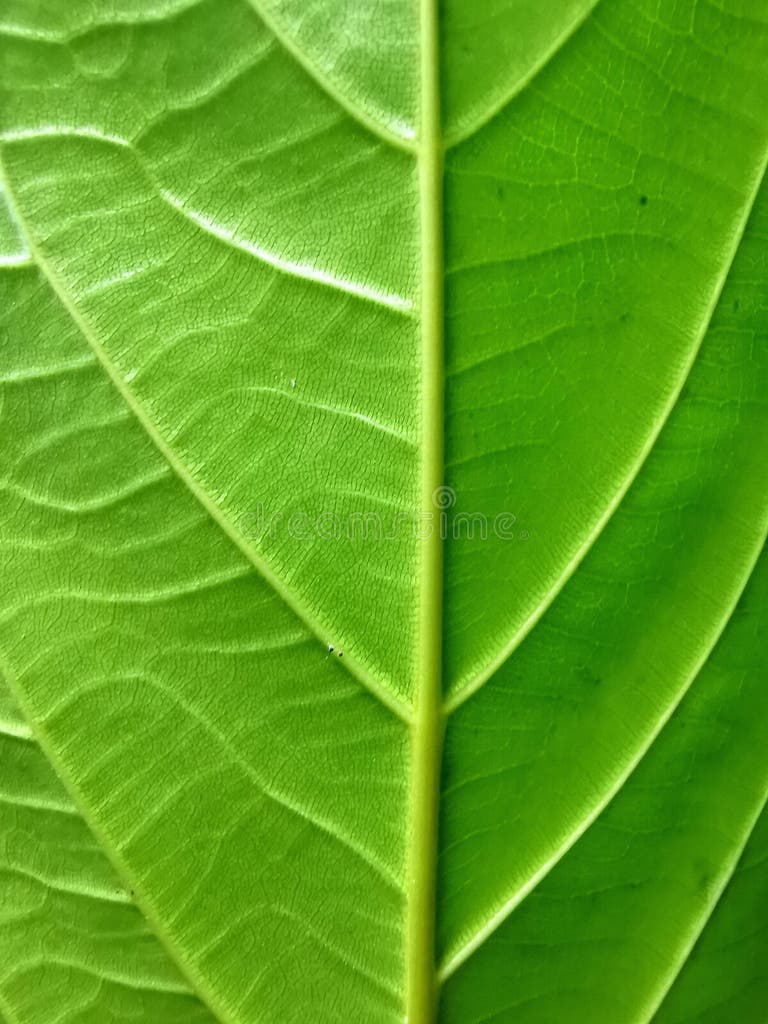 Greenleaf Wildgreass Stock Photos - Free & Royalty-Free Stock Photos ...