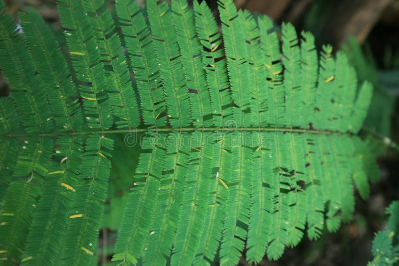 Pattern of Tree Limbs on a Cloudy Sky Background in Black and White ...