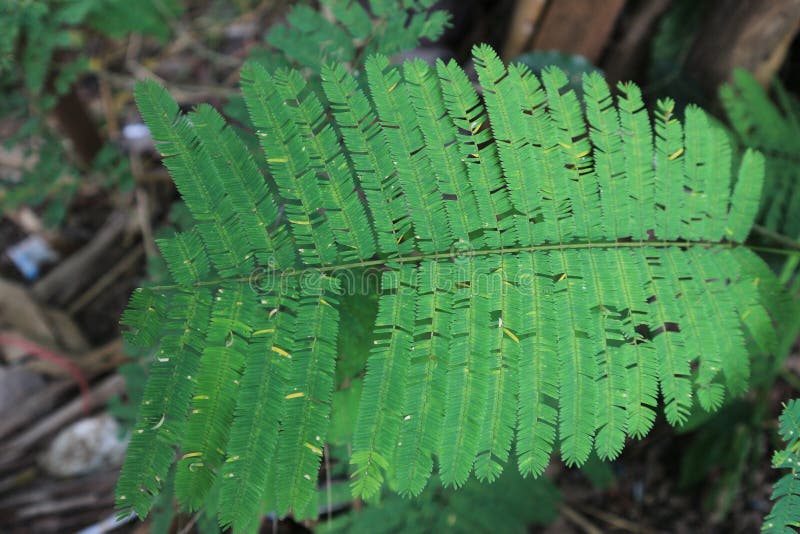 Pattern of Tree Limbs on a Cloudy Sky Background in Black and White ...