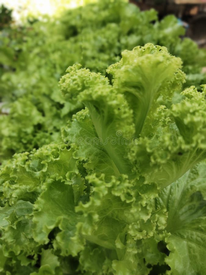 Green lettuce plant stock photo. Image of vegetable - 263638292
