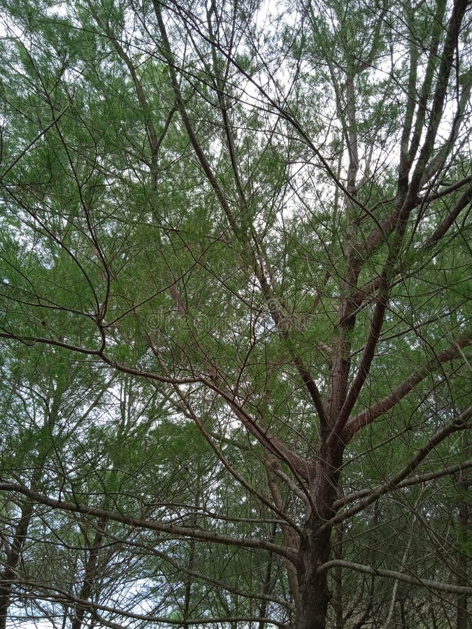 Greenlight stock image. Image of branch, deciduous, forest - 244210603