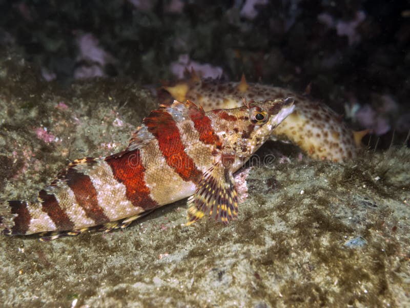 Greenling pintado imagen de archivo. Imagen de pista - 144147515