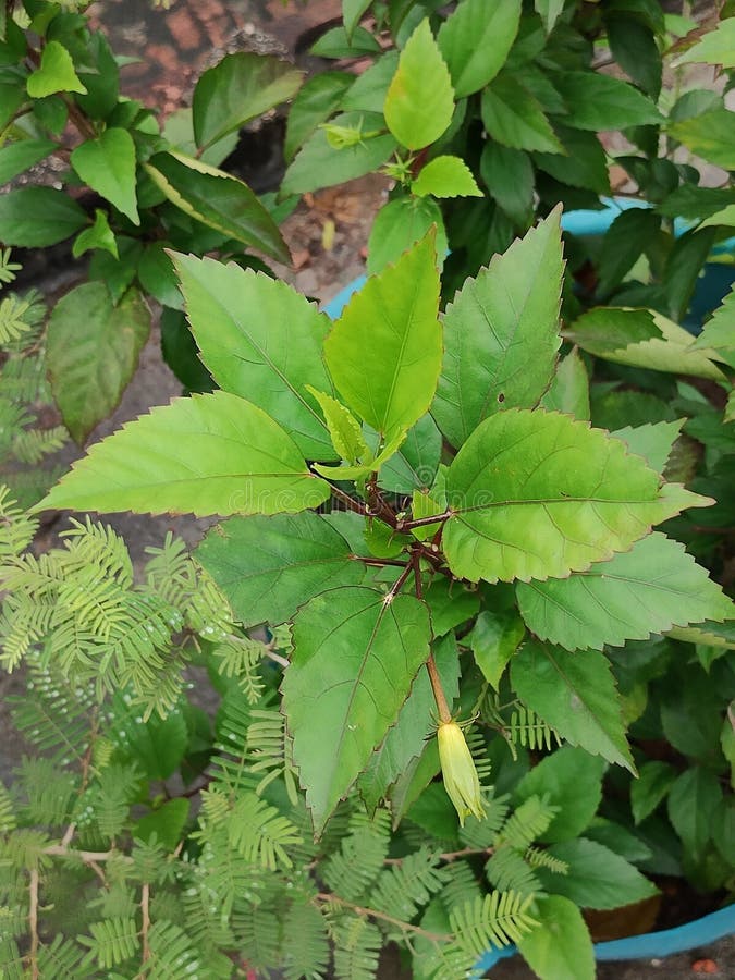 Greenly Plant stock photo. Image of flower, life, tree - 264353088