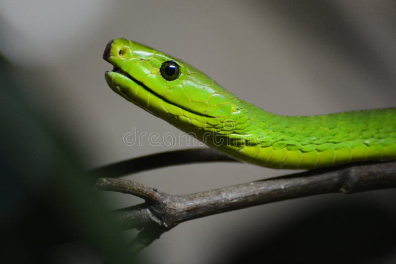 GreenMamba stock image. Image of green, lonely, snake - 50158307