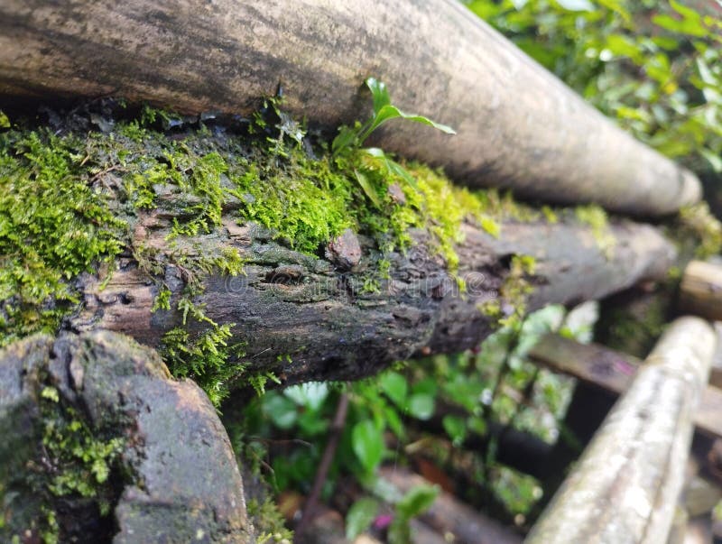 Greenn stock photo. Image of plants, greenn, pure, life - 377416568