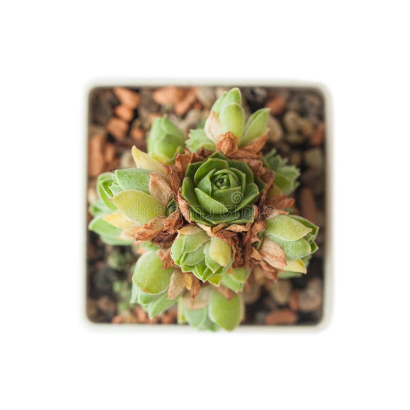 Greenovia Aurea Plant Cluster, Top View Stock Photo - Image of cacti ...