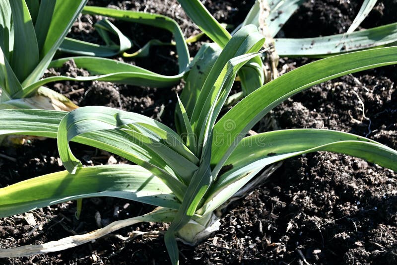 Leeks Growing stock photo. Image of root, vegetable - 206963760