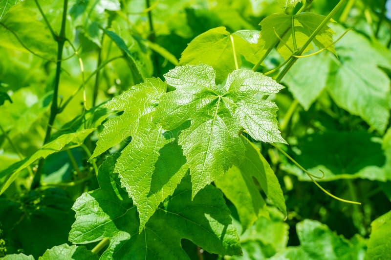 Greens Grape Leaves in Garden. Stock Photo - Image of closeup, foliage ...
