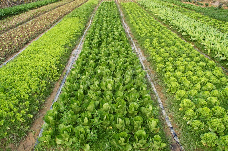 Greens ready for harvest stock image. Image of harvest - 31626133