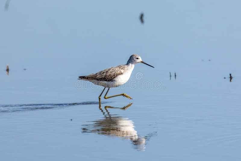 Greenshank in a Lotus Root Field. Stock Photo - Image of field, root ...