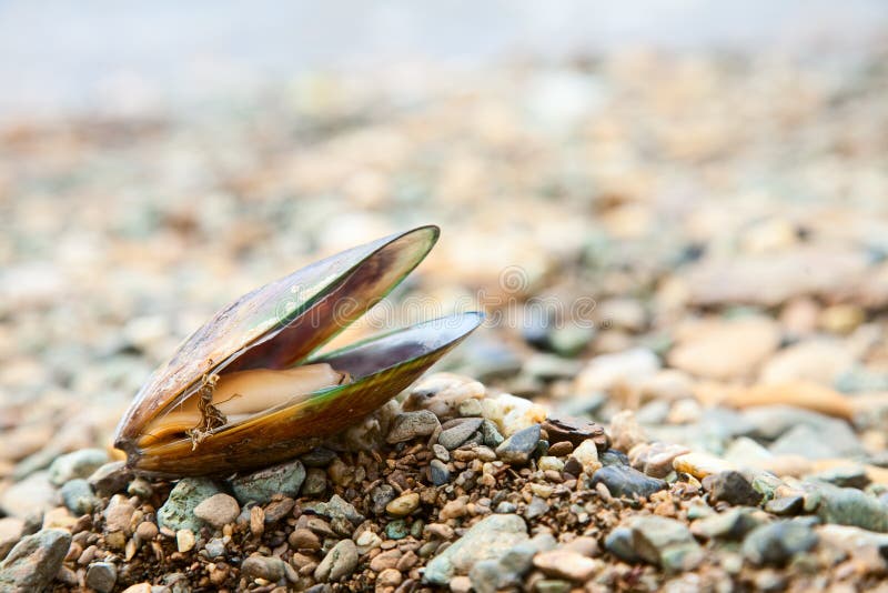 Greenshell Mussel on a Beach Stock Image - Image of closeup, lipped ...
