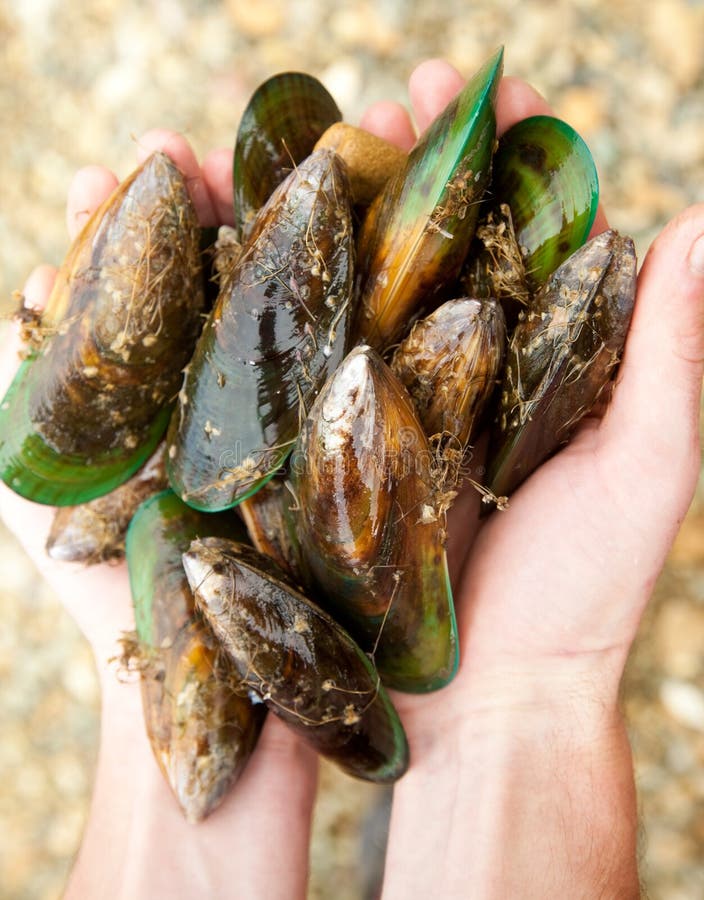 Greenshell mussels stock photo. Image of zealand, fishing - 13587134