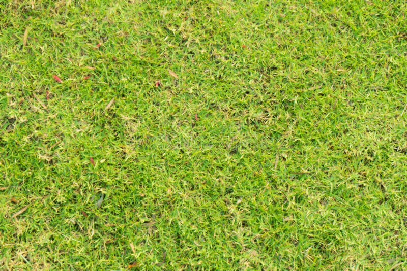 Greensward Lawn Texture in Garden Stock Photo - Image of sward, green ...