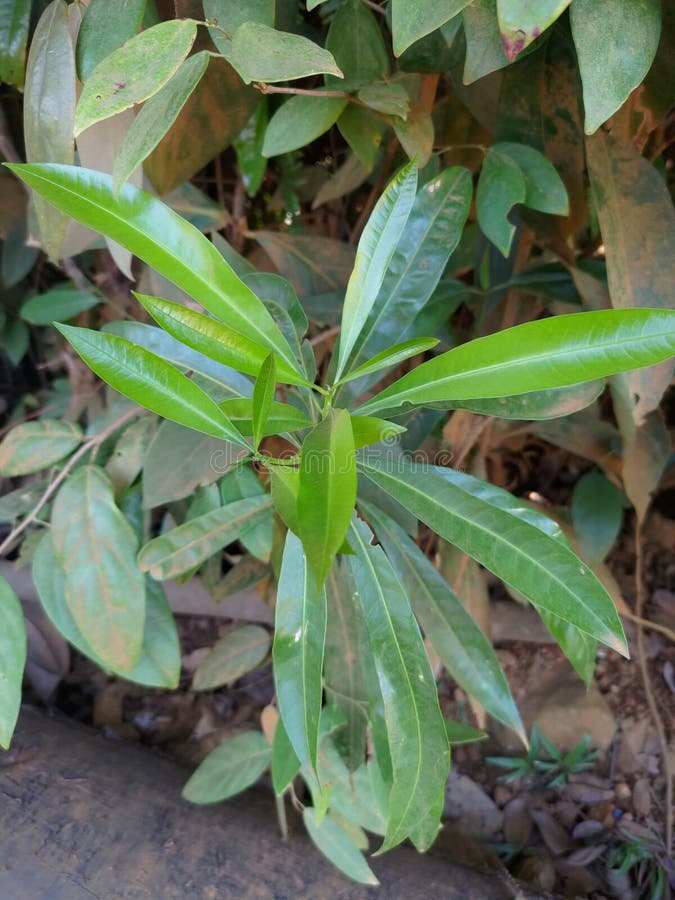 Greentree in Nature Small Tree Fresh Stock Photo - Image of nature ...