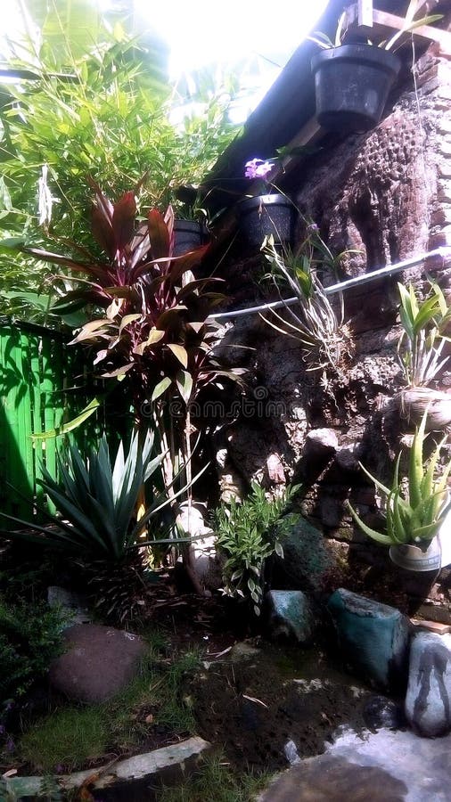 Greentrik nature stock image. Image of nature, summer - 146292521