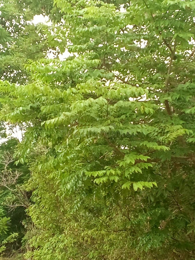 Greenville Beautiful Tree Air Environment Stock Photo - Image of tree ...