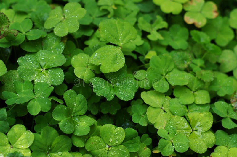 Greenweed stock photo. Image of chaste, flesh, subshrub - 31008352