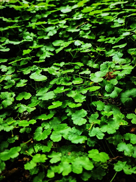 Greeny Down Ground stock photo. Image of leaf, lawn - 241303132