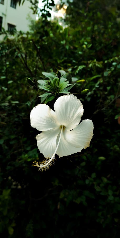 Greeny Garden Blossom Flower Stock Photo - Image of shrub, greeny ...