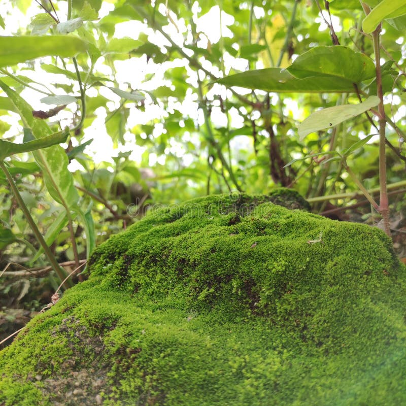 Greeny Moss stock image. Image of moss, greeny, green - 221354341