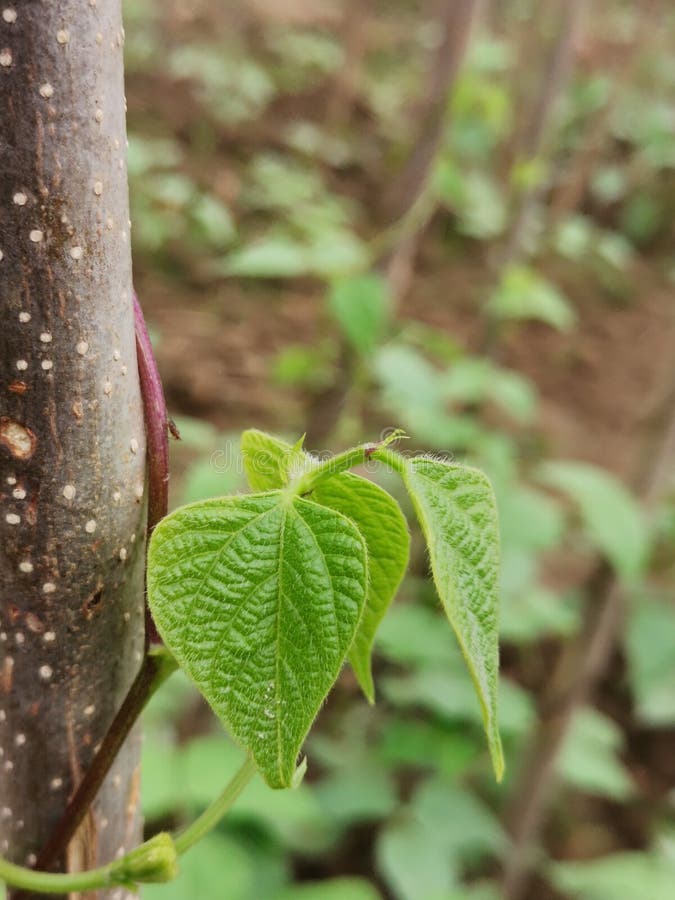 Greeny new beans buds stock photo. Image of beans, greeny - 249656486