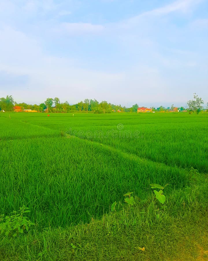 Greeny Paddy Fields in Yogyakarta, Java Island Stock Image - Image of ...